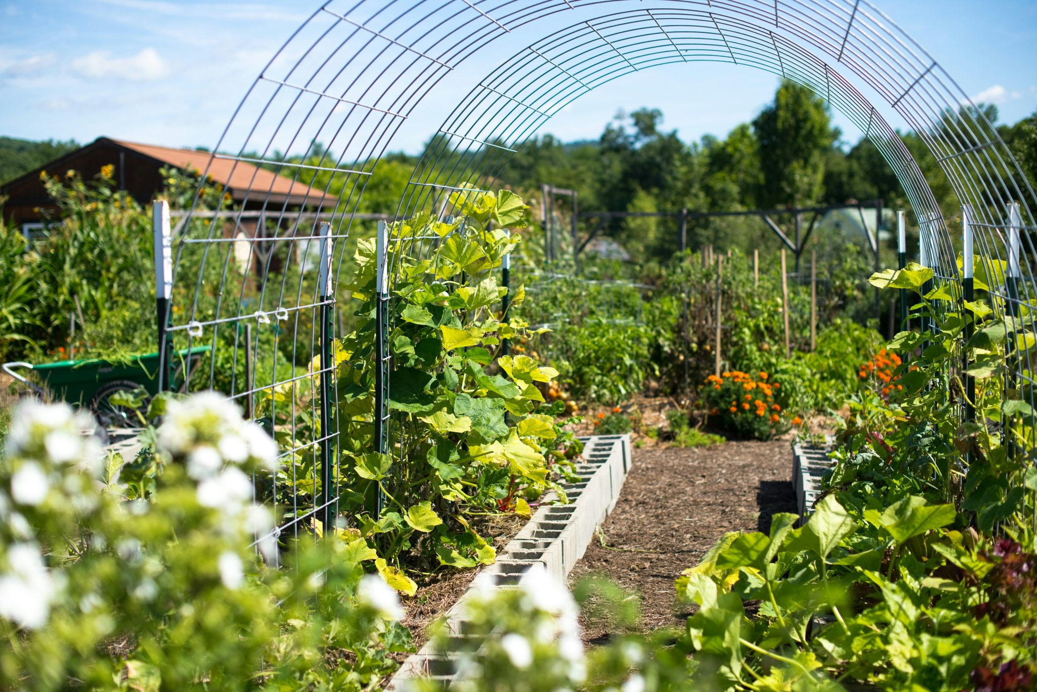 Homesteading Farming: How to Start a Self-Sufficient Life