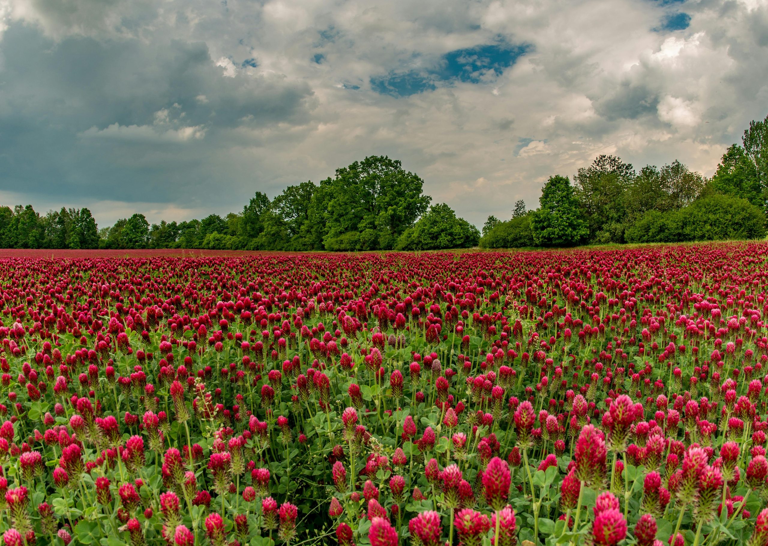 Fall Cover Crops for Homestead Gardens: 5 Crops to Improve Soil Over Winter