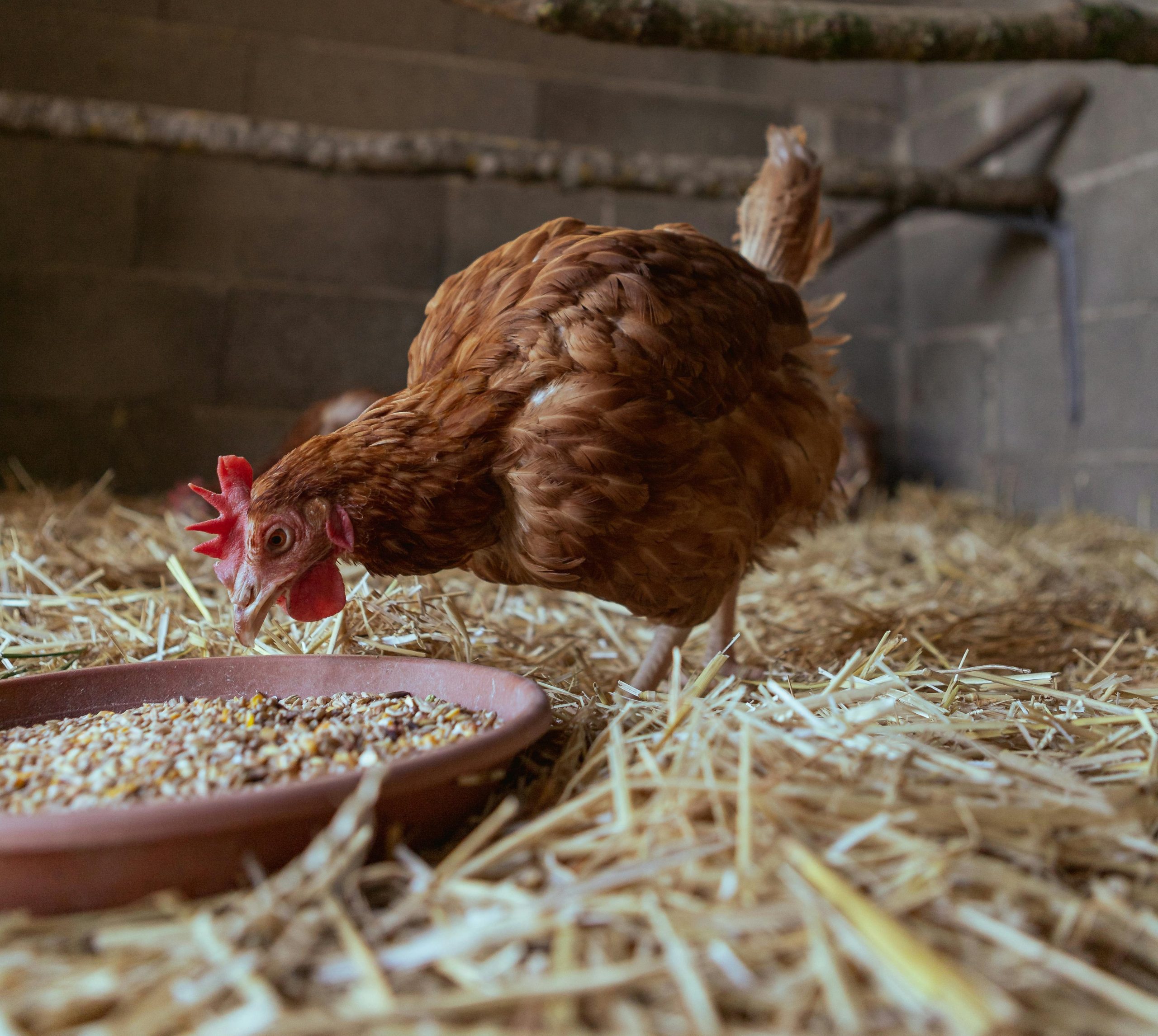 Best Chicken Feed for Backyard Chickens